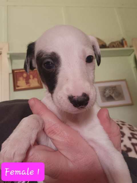 Pure breed Whippet puppies | Dogs & Puppies | Gumtree Australia ...