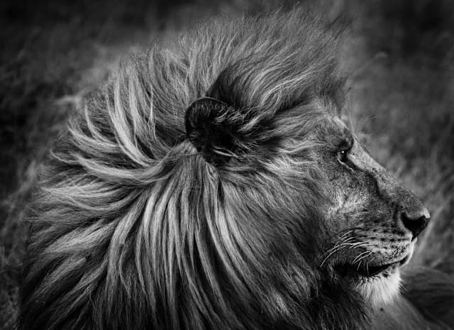 Artwork “Maturity” 70x93cm by Gabi Guiard | Art | Gumtree Australia ...