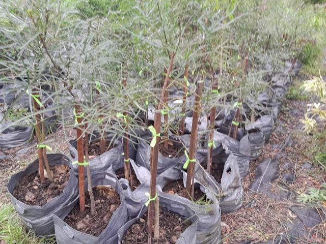 FINE LEAF QLD BOTTLE TREES IN 45 LITRE G/BAGS 1to1.5 mtr tall OZ ...