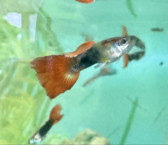 Male Colourful Guppies | Fish | Gumtree Australia Cairns City ...