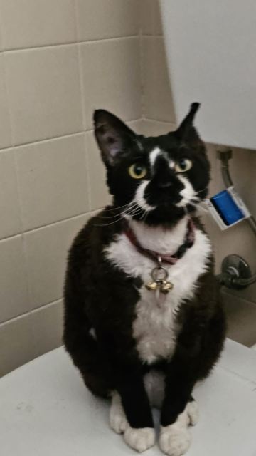 DEVEN REX PANDA- $500 negible | Cats & Kittens | Gumtree Australia ...