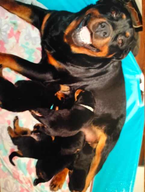 Rottweiler bobtail puppies | Dogs & Puppies | Gumtree Australia ...