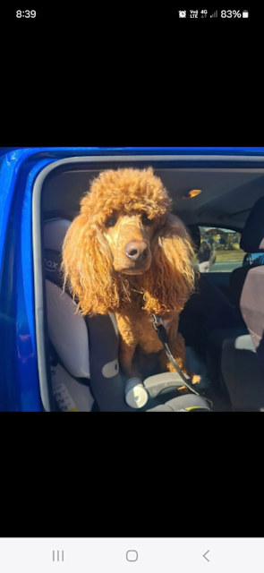 standard poodle and miniature poodle | Dogs & Puppies | Gumtree ...