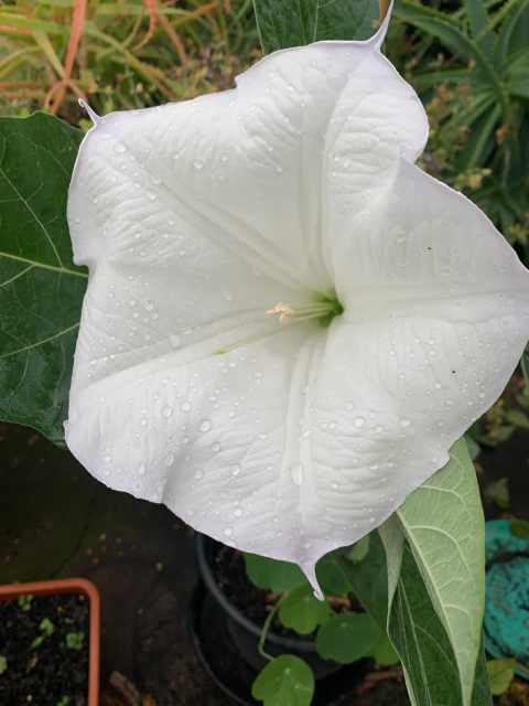MOONFLOWER LARGE PLANT-IT WILL BLOOM SOON-IN A POT - Plants in Seaton ...