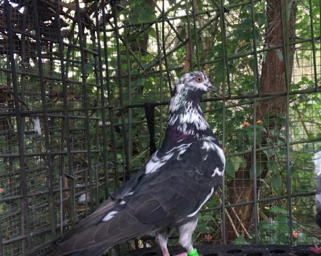 ENGLISH TIPPLERS | Birds | Gumtree Australia Logan Area - Greenbank ...