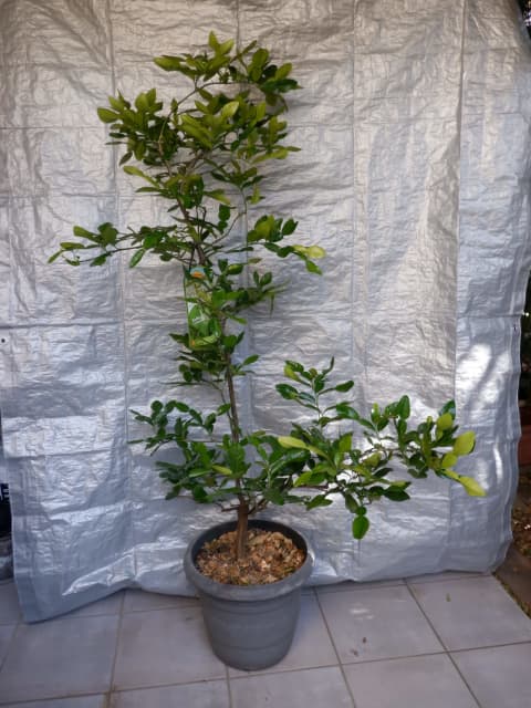 Mature Grafted Dwarf Kaffir Lime Tree in a 14 inch Pot - Plants in ...