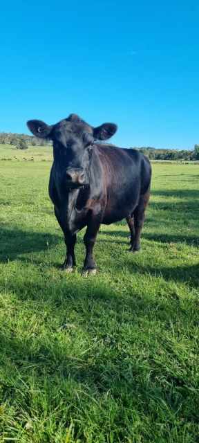 5x Lowline Angus Cows | Livestock | Gumtree Australia Colac-Otway Area ...