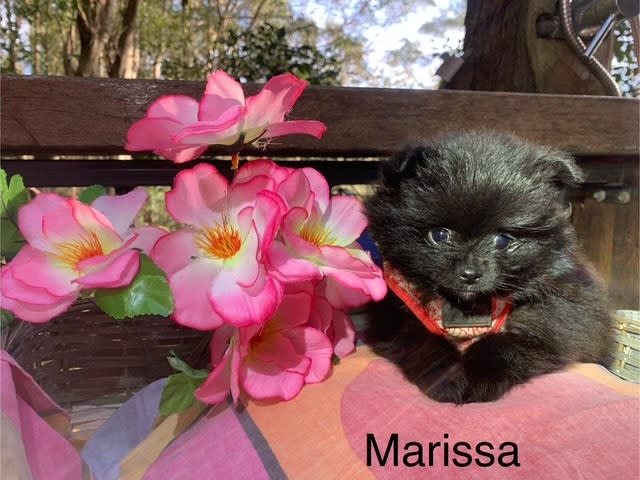 Sweet female Pomeranian x Foxy | Dogs & Puppies | Gumtree Australia ...