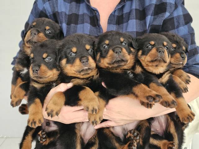 Rottweiler Pure puppies | Dogs & Puppies | Gumtree Australia Swan Area ...