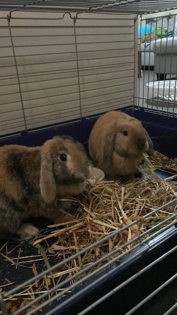 2 x Bonded Bunnies | Rabbits | Gumtree Australia The Hills District ...