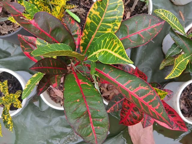 COLOURFUL CROTON PLANTS IN POTS 4 SALE HEREQLD OZ - Plants in Torbanlea ...