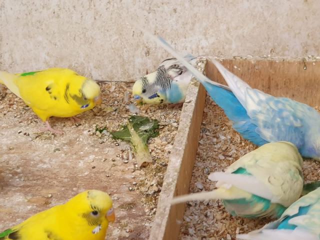 Beautiful and friendly colourful hand rear baby budgies | Birds ...