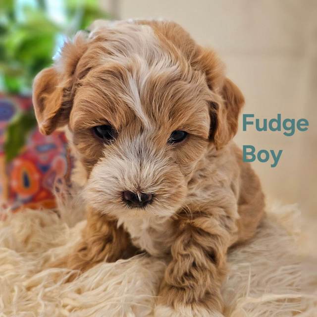 Shoodle shih Tzu x Toy Poodle DNA Cleared via Parentage | Dogs ...