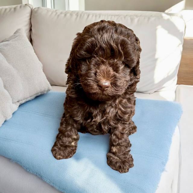 NEG, ready now - chocolate female Moodle pup | Dogs & Puppies | Gumtree ...