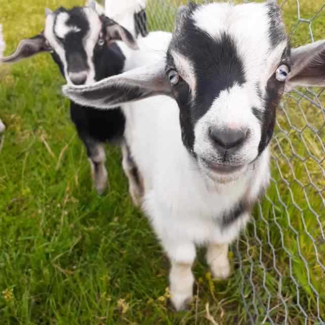 Pygmy Goats - Kid- Buckling_ Delivery avaliable | Livestock | Gumtree ...