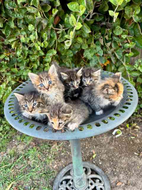 TIGER TABBY KITTENS AVAILABLE NOW 🥰 ️ | Cats & Kittens | Gumtree ...