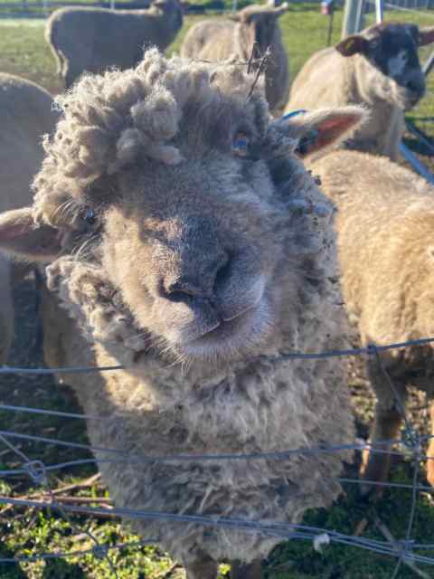 Babydoll x sheep for sale | Livestock | Gumtree Australia Bass Coast ...