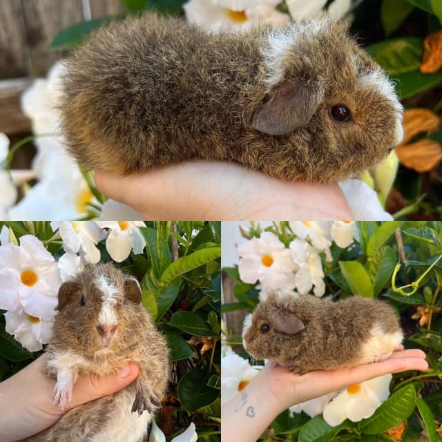 Baby purebred Rex Guinea pigs | Other Pets | Gumtree Australia Manly ...