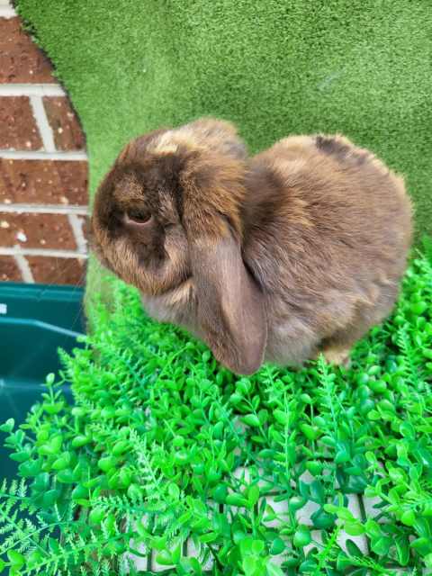 Minnie Lop Bunnies | Rabbits | Gumtree Australia Ballarat City ...