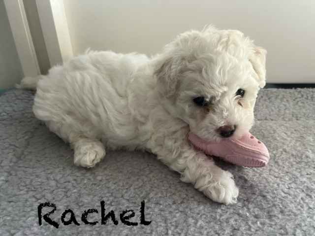 Bichon Frise Puppys - Purebred | Dogs & Puppies | Gumtree Australia ...