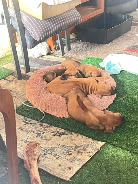 RIDGEBACK puppies 3/4 Ridgeback 1/4 Doberman x Rottie | Dogs & Puppies ...