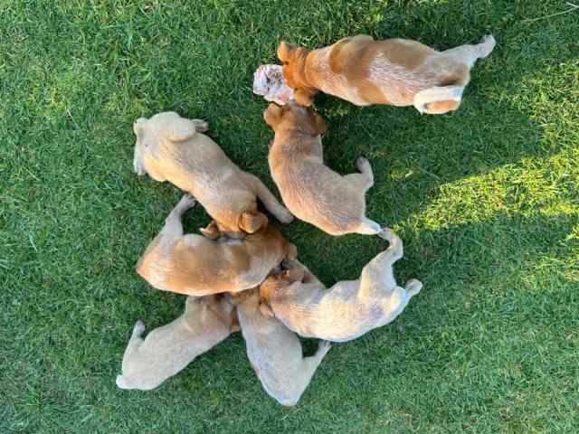 Purebred Red Cattle dog Puppy Father stumpy , Mother tail. | Dogs ...