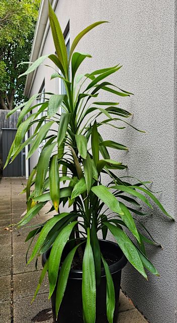 Advanced Cordyline Stricta Plant - Instant Impact - Healthy - Plants in ...