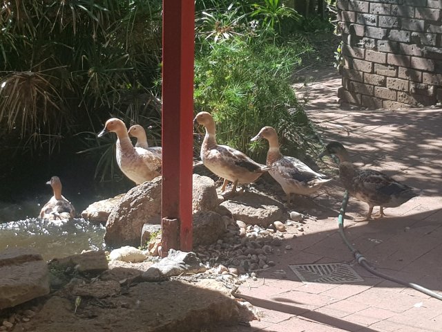 Welsh Harlequin Ducks/Drake | Birds | Gumtree Australia Armadale Area ...