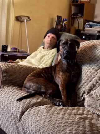 Bull Arab X Bull Mastiff (Female 1 year old not desexed) | Dogs ...