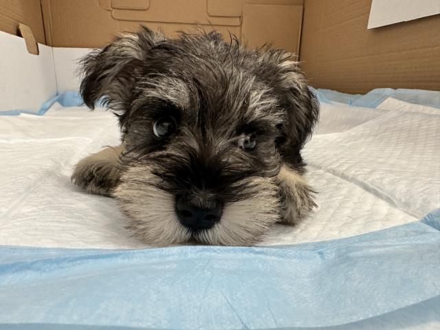 Last ONE!!!Pure Mini Schnauzer flight to anywhere Australia | Dogs ...