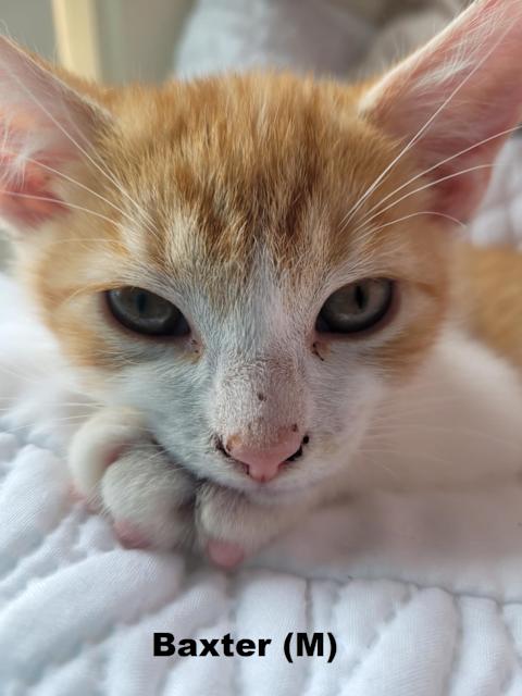 Baxter Rescue Male Kitten | Cats & Kittens | Gumtree Australia Marion ...