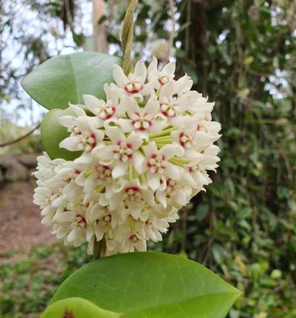 NATIVE HOYA VERY VERY HARDY AUSTRALIS 6 PIECES - Plants in Bellbowrie ...