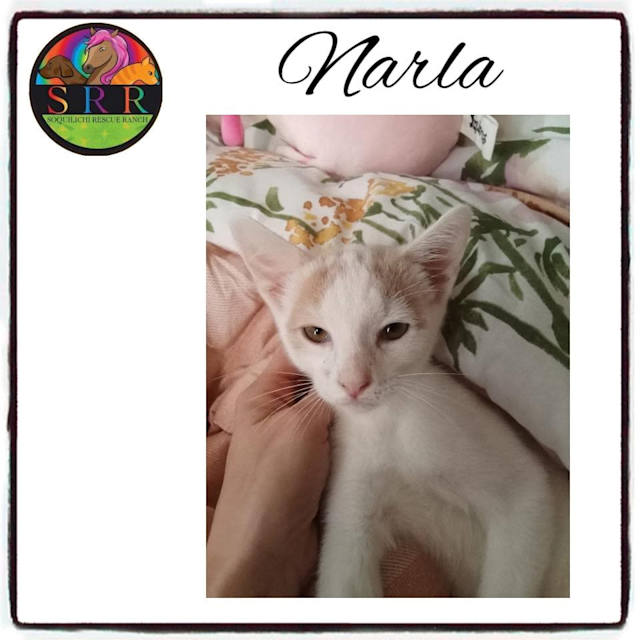 Narla - Soquilichi Rescue Ranch | Cats & Kittens | Gumtree Australia ...