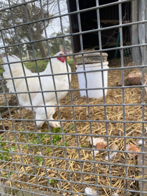 Brahma chooks point of lay | Livestock | Gumtree Australia Adelaide ...