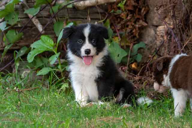 Pure border collie pups | Dogs & Puppies | Gumtree Australia Tablelands ...