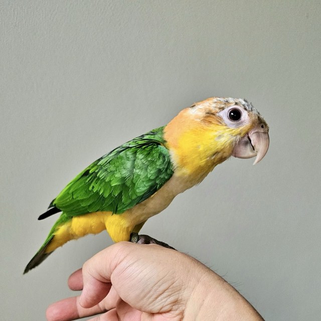 FULLY WEANED Baby Super Tame DNA MALE White Bellied Caique | Birds | Gumtree Australia Inner ...