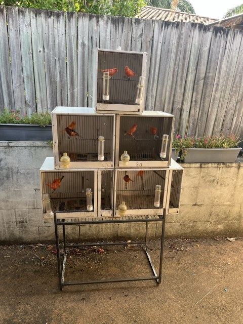 Canary breeding boxes including stand. | Birds | Gumtree Australia Gold ...