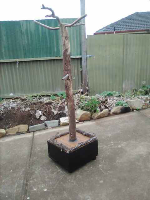 Bird Stand $50 Breeding cages $75 over 100 Nest boxes from $5 | Birds ...