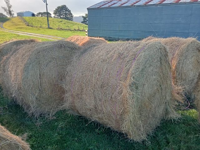 Round hay bales | Pet Products | Gumtree Australia South Gippsland ...