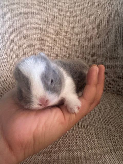 Netherland dwarf babies for sale!! 🐰 | Rabbits | Gumtree Australia Hume ...