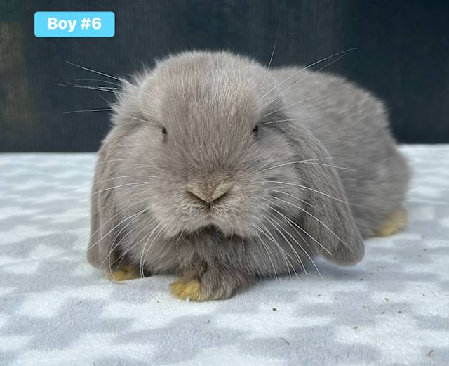 Pure Mini Lop Bunnies | Rabbits | Gumtree Australia Adelaide Hills ...