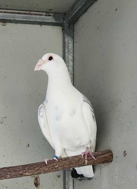 male van loon racing pigeon and male fantail pigeon for sale | Birds ...