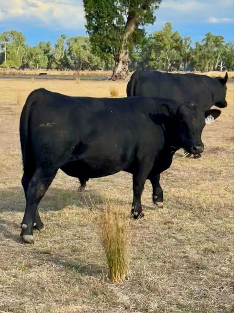 Yearling registered Angus bulls - grass fed, free local delivery ...
