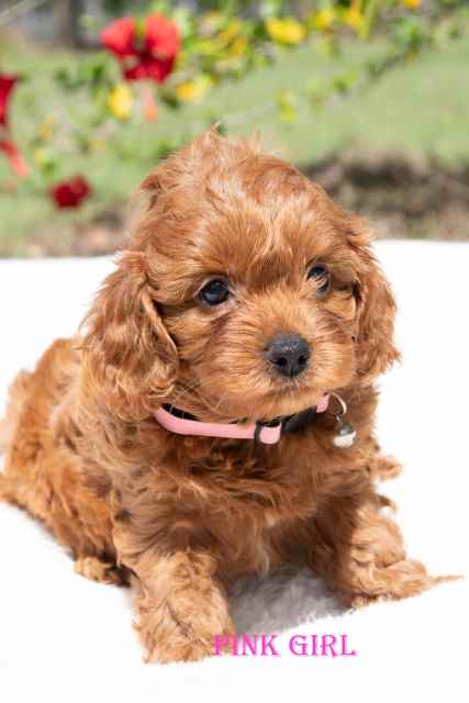 First Gen F1 Toy Cavoodle Puppies available now! | Dogs & Puppies ...