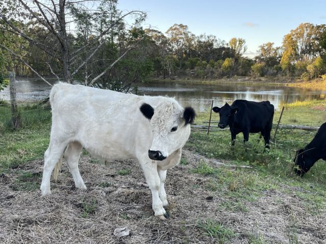 Miniature White Galloway Steers - Attn Small Acreages and Hobby Farms ...