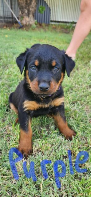 purebred German Rottweiler puppies | Dogs & Puppies | Gumtree Australia ...