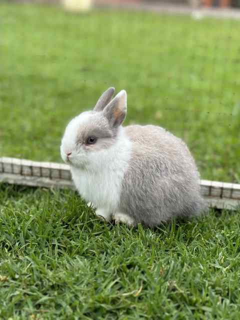 Netherland dwarfs baby rabbits | Rabbits | Gumtree Australia Hume Area ...