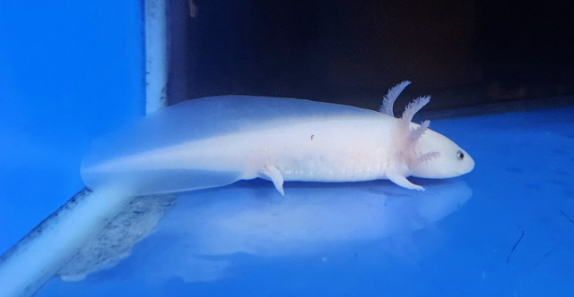 Axolotls 6-8cm Bird and Fish Place | Fish | Gumtree Australia Kalamunda ...