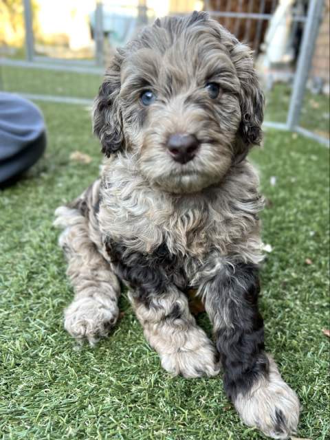 Mini Groodle Puppies | Dogs & Puppies | Gumtree Australia Geelong City ...