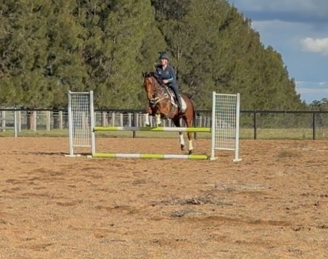 OTTB Bay Gelding | Horses & Ponies | Gumtree Australia Upper Hunter ...